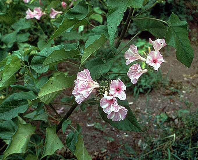 Medicinal Plants: অনাদরে বেড়ে ওঠা এই গাছ-ই ওষুধের খনি, দাঁত-সহ যে-কোনও ...