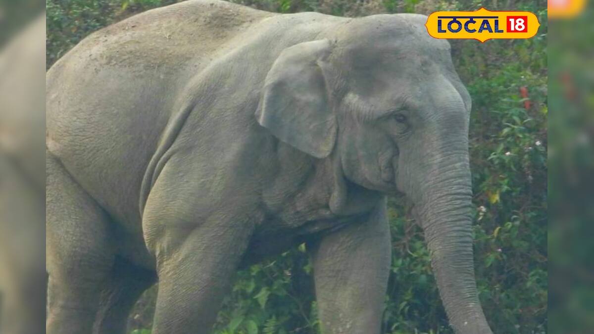 হাতির হানায় জয়ন্তীর জঙ্গলে বনকর্মীর মৃত্যু | Elephant attack in Jayanti forest worker death ...