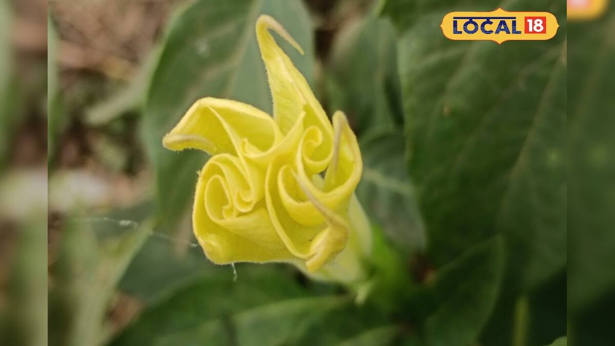 Dhutura or Stramonium Flower in Maha Shivratri: বিষাক্ত হলেও এই ফুল ...