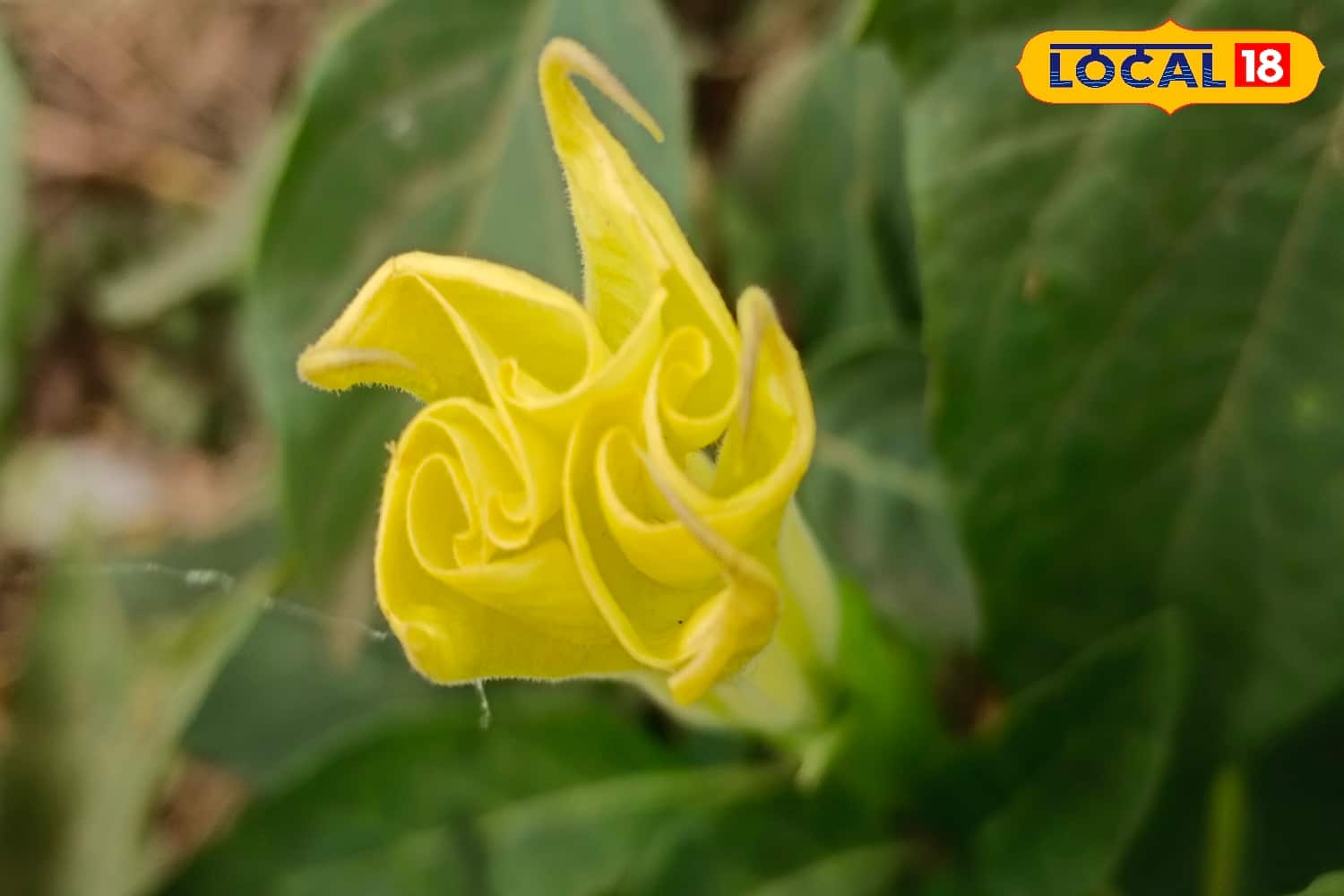 Dhutura or Stramonium Flower in Maha Shivratri: বিষাক্ত হলেও এই ফুল ...