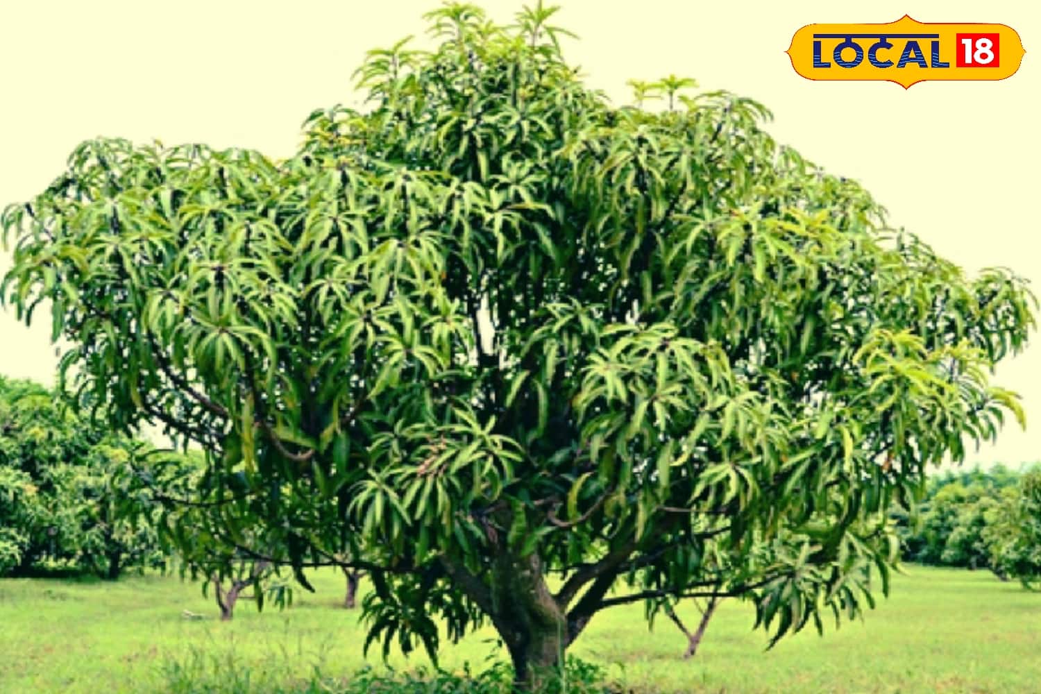 Vastu Tips | বাড়ির আমগাছেই লুকিয়ে সুখ-সমৃদ্ধি-অর্থের চাবিকাঠি! তবে ...