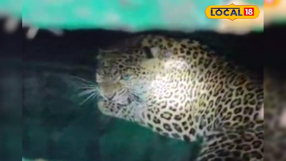 ডুয়ার্সে বন দফতরের খাঁচায় ধরা পড়ল চিতাবাঘ | Bengali news leopard ...