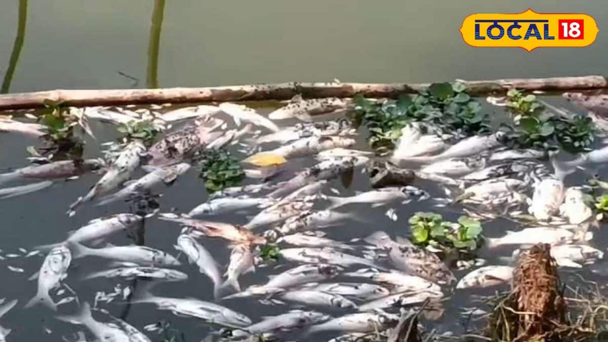 বহরমপুরের লালদিঘিতে ৪০ কুইন্টাল মাছ মরে ভেসে উঠেছে | Berhampore Update ...