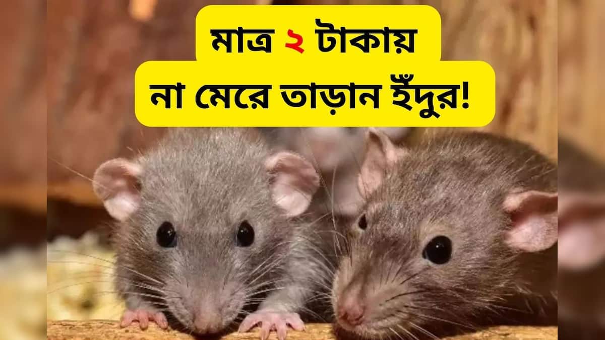 Tricks to get rid of Rats, How to get rid of Rats: খরচ মাত্র ২ টাকা ...