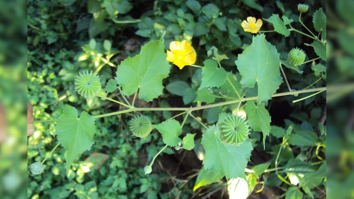 Health Tips | একটি পাতা বা ফুলই যথেষ্ট! ঝোপে জন্মানো এই গাছ পাইলসের ...