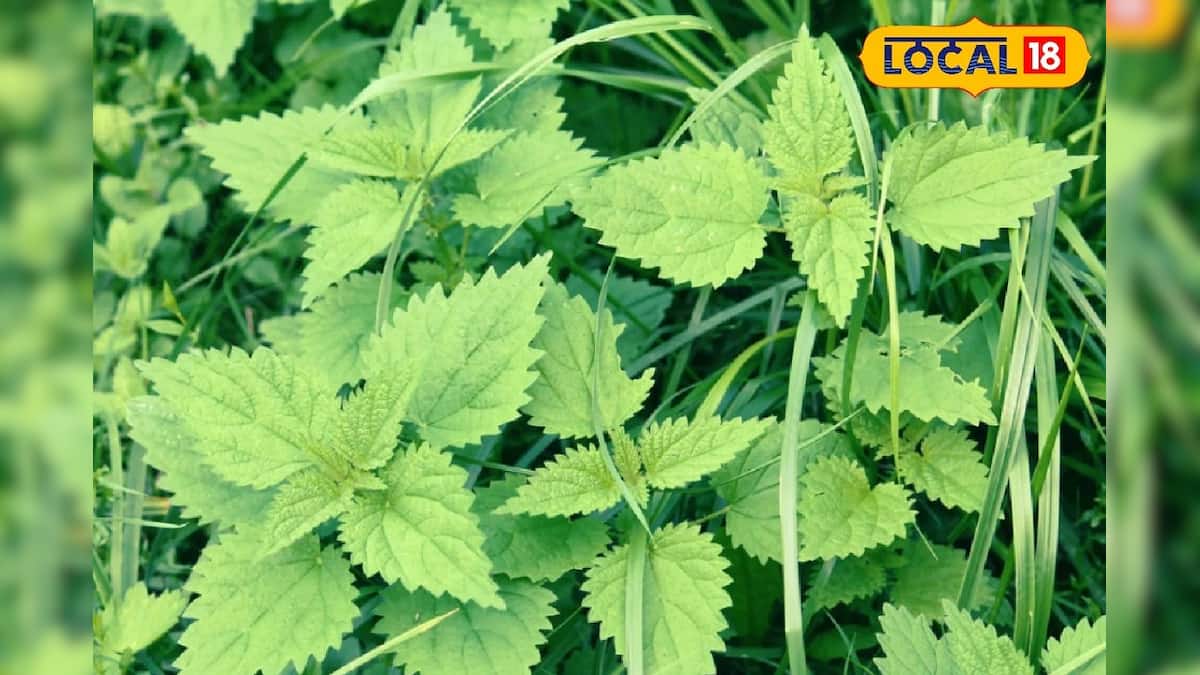 Health Tips | নাম শুনলেই গা চুলকায়! কিন্তু এই পাতাই সারায় জেদি UTI ...