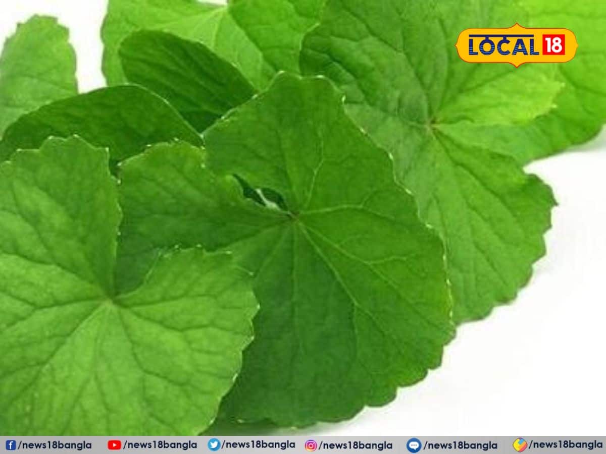 Thankuni Pata: এই পাতার দু চামচ রসই যথেষ্ট! সারবে রোগ,খেতে হবেনা অন্য ...