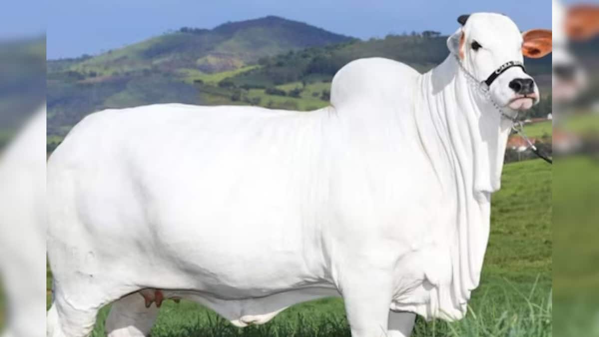 World's Most Expensive Cow: চক্ষু চড়ক গাছ! একটি গরুর দাম এত কোটি ...