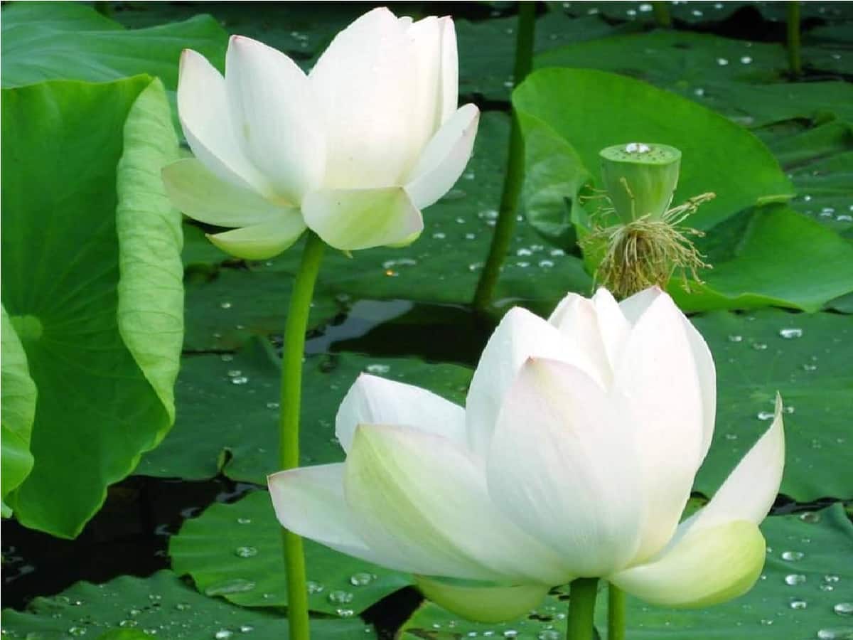 Lotus Flower in Home: ভারতের জাতীয় ফুল এবার আপনার ছাদেও! সহজে টিপসে ...