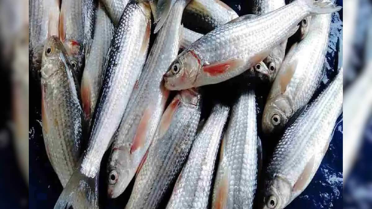 Mrigal Fish Health Benefits দাম কম-কাজ বেশি, রুই-কাতলা না কিনে মাঝে ...