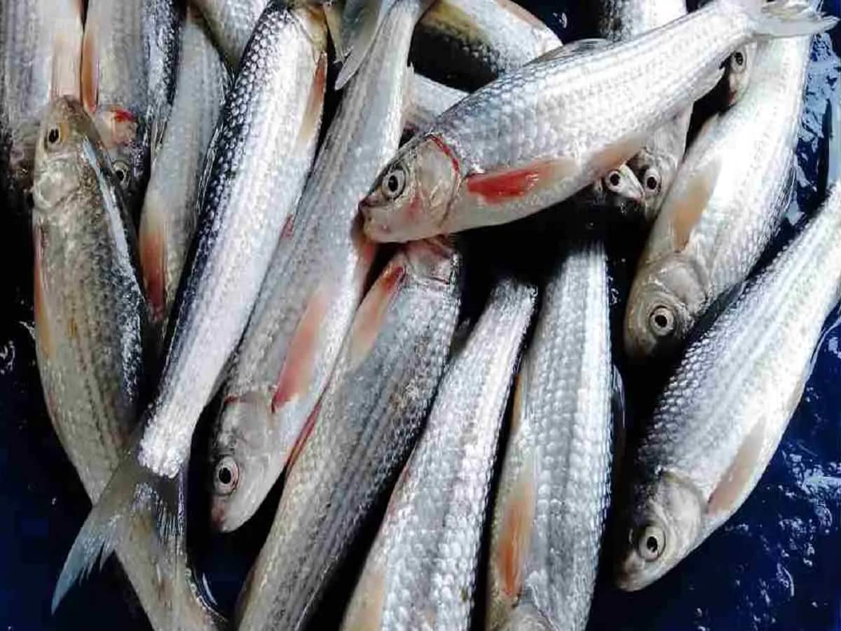 Mrigal Fish Health Benefits দাম কম-কাজ বেশি, রুই-কাতলা না কিনে মাঝে ...