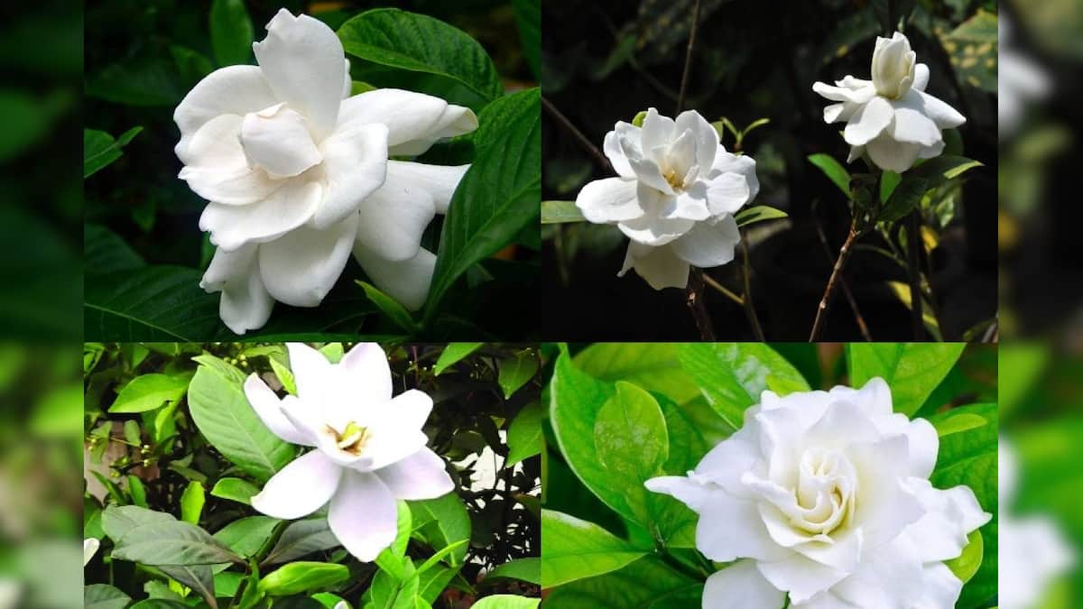 Gandharaj Flower Gardening Tips: রান্নাঘরের এই দুই উপকরণেই অজস্র সাদা ...