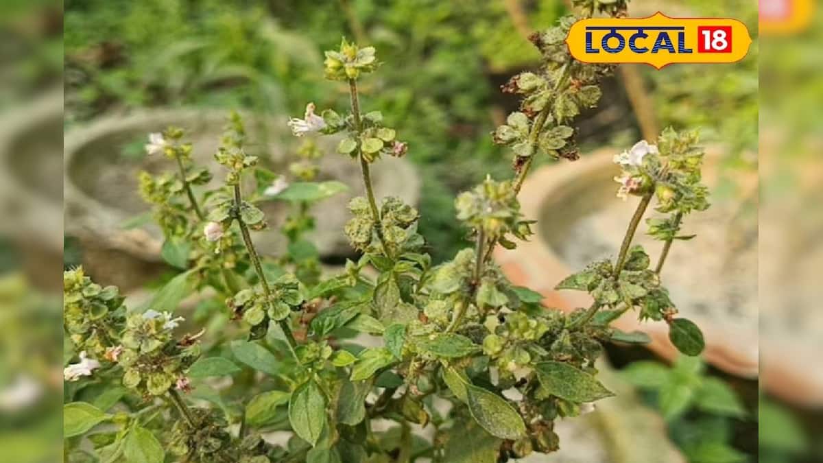 Mint Tulsi Plant: বাড়িতে এই গাছ থাকলেই পালাবে রোগ! ভুলেও অবহেলা করবেন ...