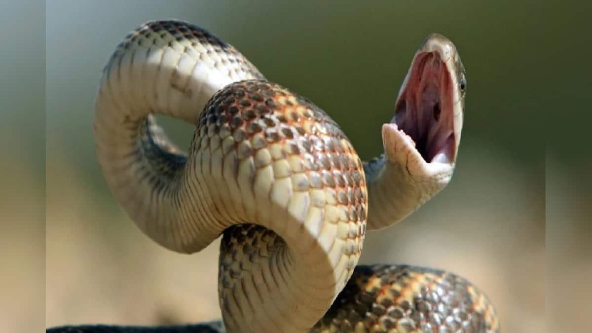 Snake Bite First Aid গরম পড়লেই বাড়বে সাপের উপদ্রব, সাপে কামড়ালে ...