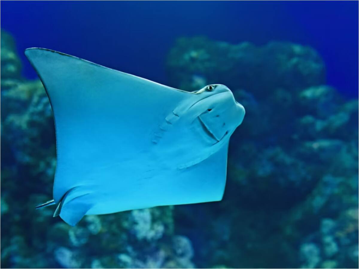 Knowledge Story Top 5 Most Poisonous Venomous Deadly Fish In The World ...