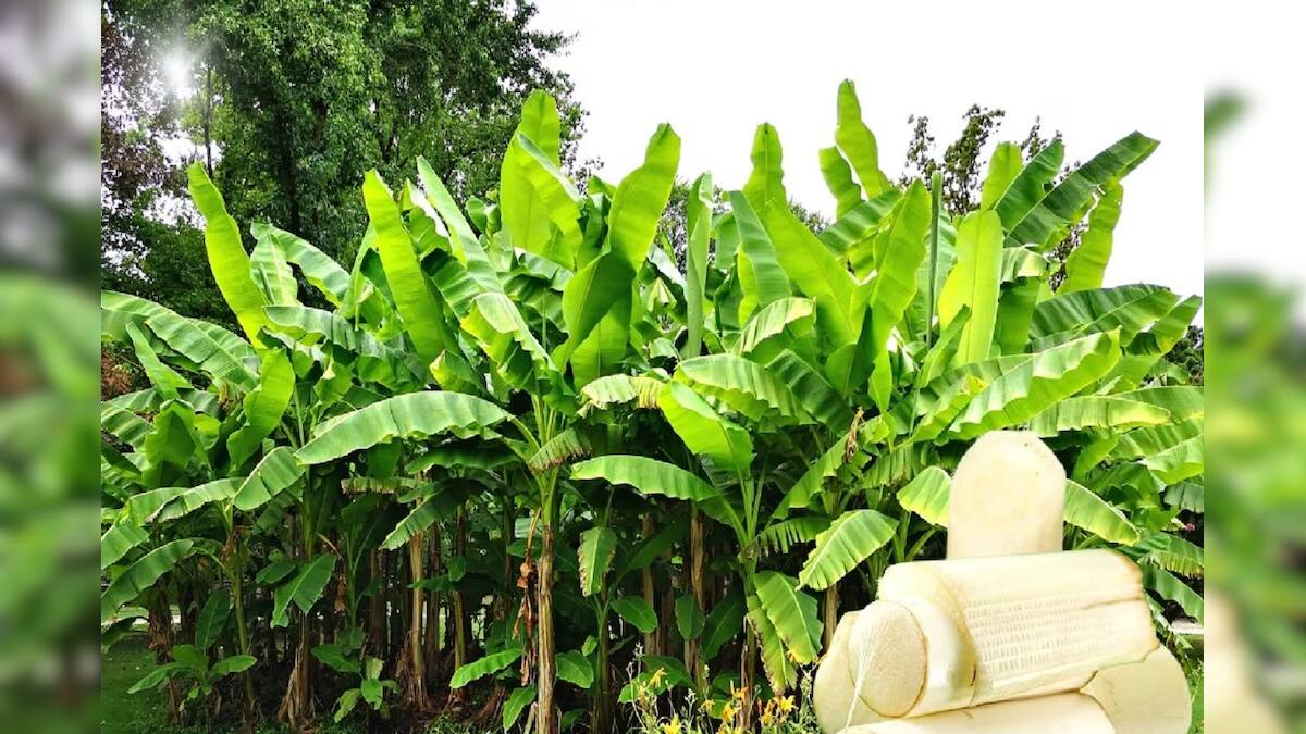 Thor Banana Stem Health Benefits খেতে ভাল লাগুক বা না লাগুক, কলা গাছের ...