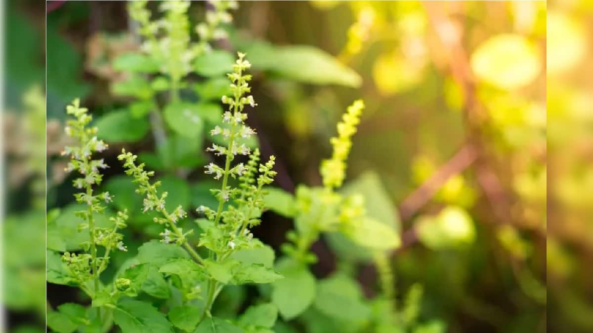 Tulsi | বাড়ির মধ্যে তুলসী রাখেন তো? তছনছ হবে সব...! ভুল দিনে পাতা ...