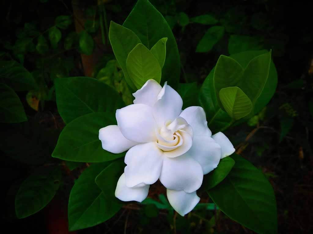 Gandharaj Flower Gardening Tips: রান্নাঘরের এই দুই উপকরণেই অজস্র সাদা ...