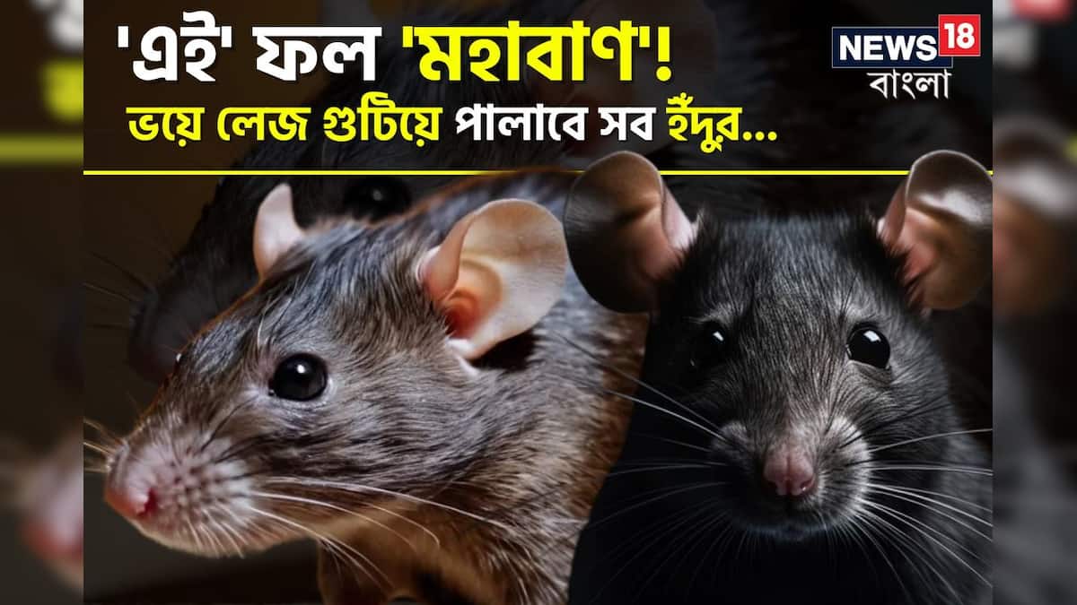 Rat Control Tips: দূর দূর করে তাড়াবে ইঁদুর...! বাপ বাপ বলে পালাবে ...