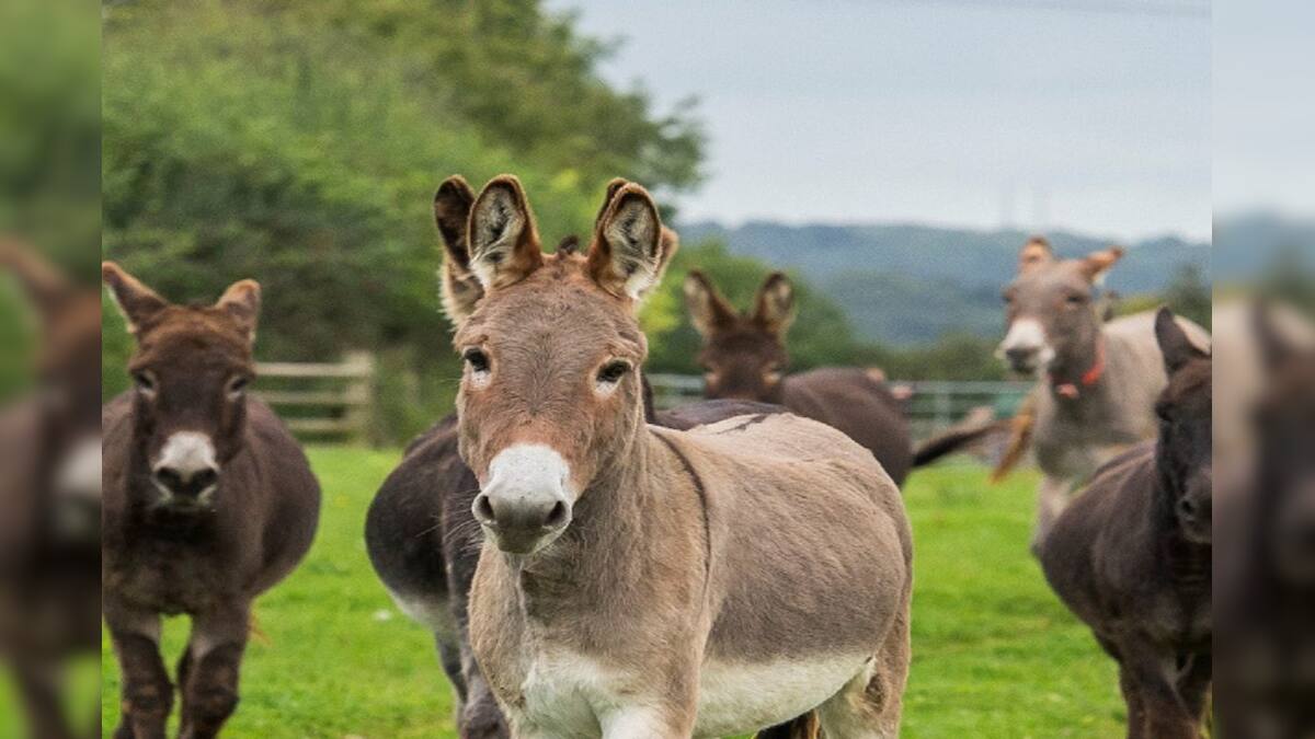 Knowledge Story: অবিশ্বাস্য স্মৃতিশক্তি, প্রখর বুদ্ধি, বাঘের হাত থেকে ...