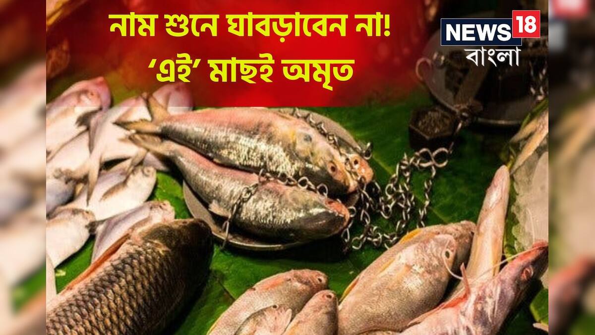 Bombay Duck Fish Benefits: নীহারি মাছ! প্রথম শুনছেন? আদপে অতি পরিচিত ...