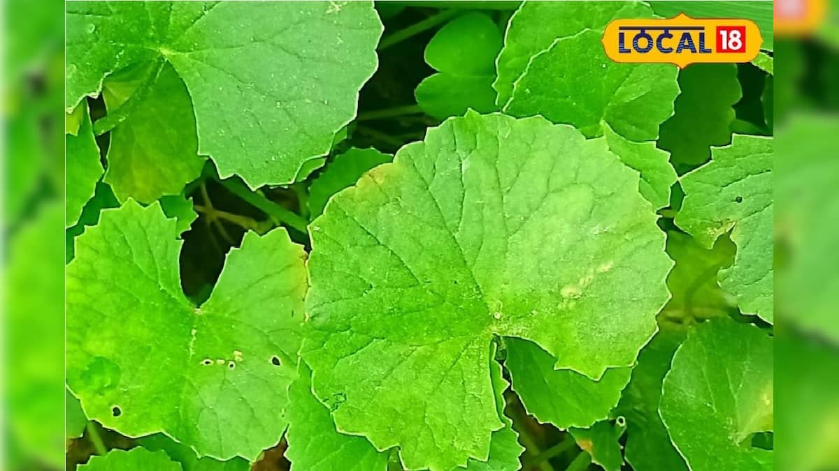 Thankuni Pata: এই পাতার দু চামচ রসই যথেষ্ট! সারবে রোগ,খেতে হবেনা অন্য ...