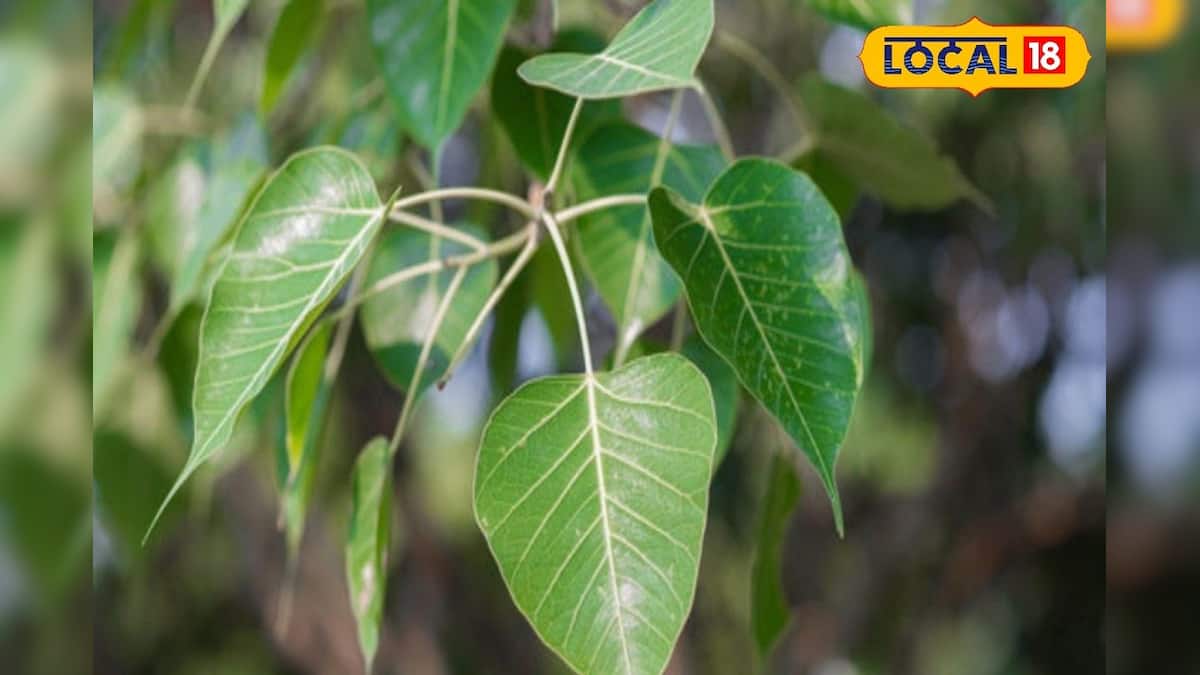 Vastu Tips: এই গাছ বাড়িতে থাকলেই সর্বনাশ! নিয়ম না মেনে কাটলেও বিপদ ...