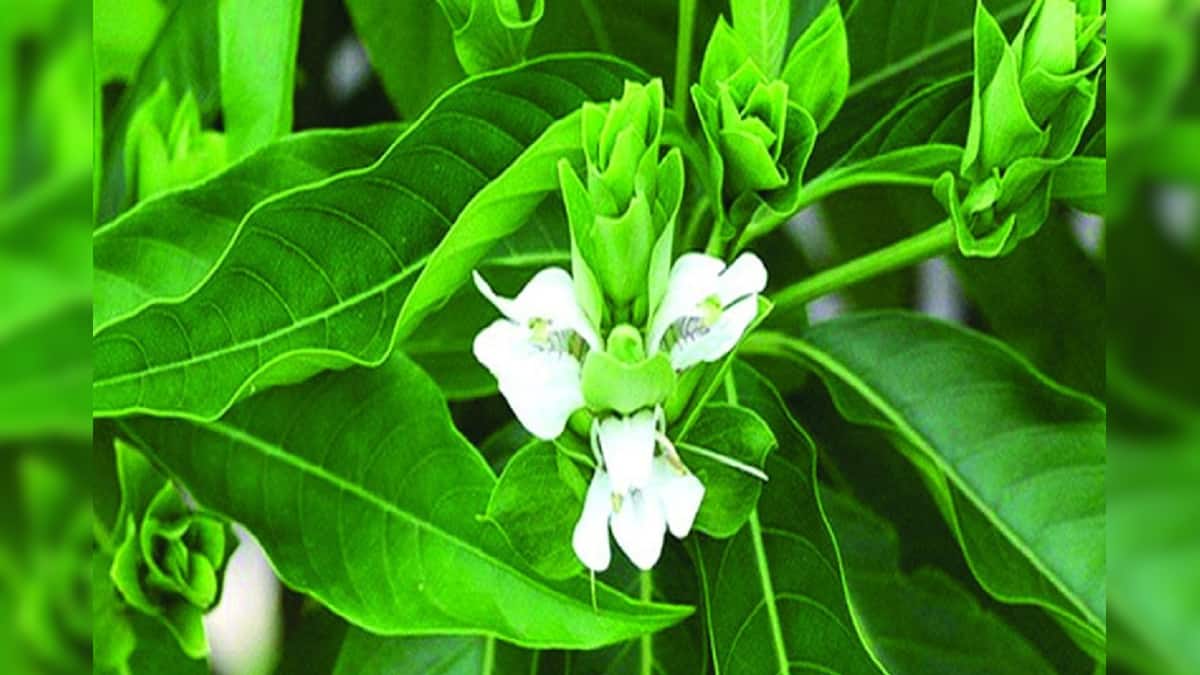 Health Tips: বুকে জমা কফ তরল করে, সর্দি-কাশি, হাঁপানি, ব্রঙ্কাইটিস-এর ...