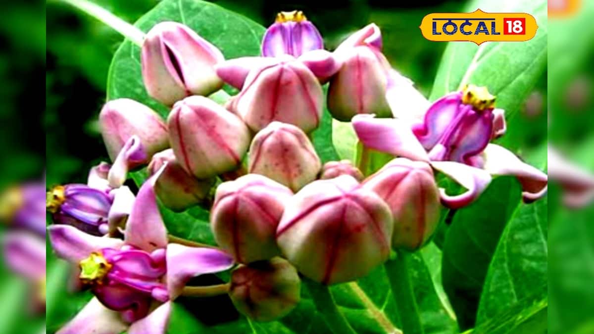 আকন্দ ফুল চাষ করে বিপুল অর্থ রোজগার করছেন কৃষকরা | Akand flower farming ...