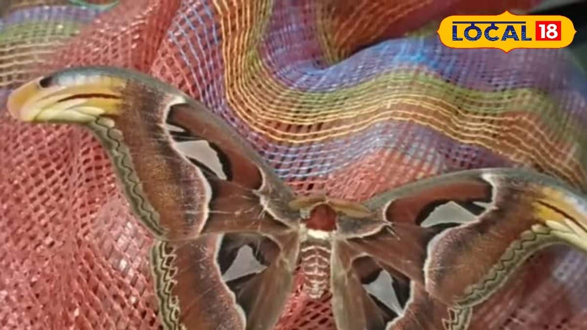 সাপের মতো দেখতে বিরল প্রজাতির মথের খোঁজ বক্সায় | rare atlas moth look ...