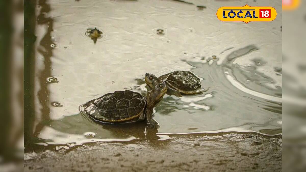 বিলুপ্ত প্রায় প্রজাতির কচ্ছপ বাটাগুর বাস্কার প্রজনন হচ্ছে সুন্দরবনে ...