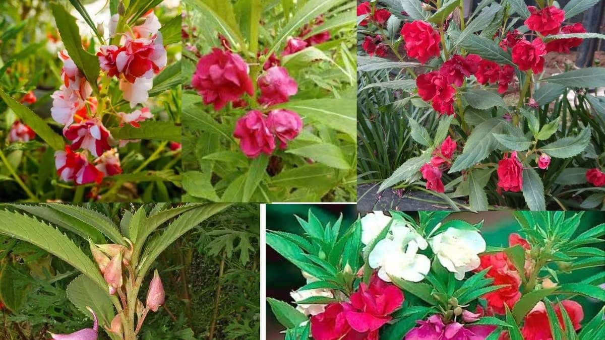 Dopati Flower Gardening Tips: মাসে ১ দিন ম্যাজিক খাবারের কামাল! দোপাটি ...