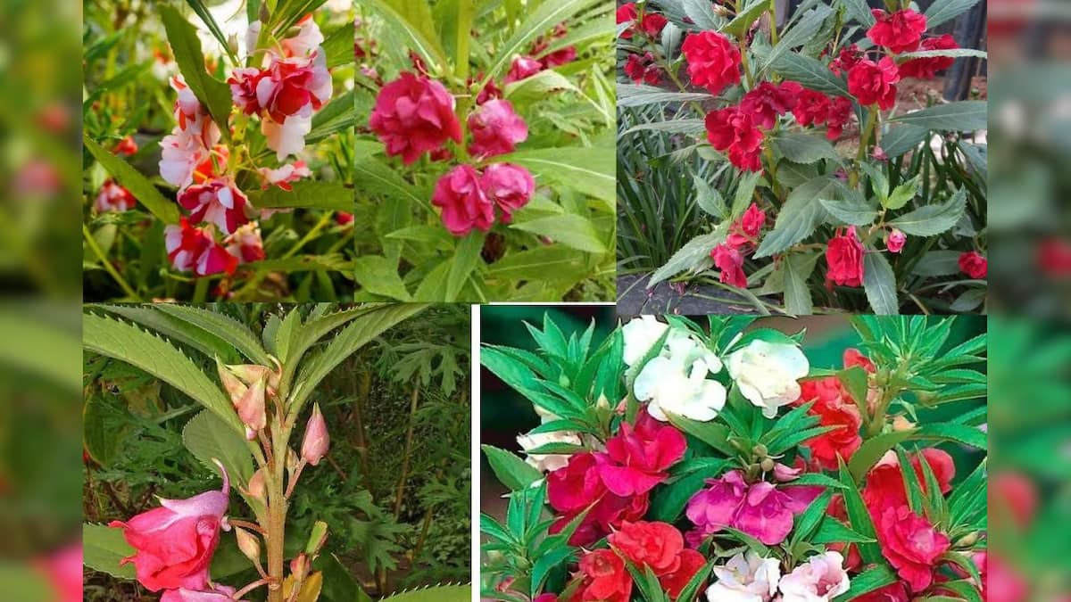 Dopati Flower Gardening Tips: মাসে ১ দিন ম্যাজিক খাবারের কামাল! দোপাটি ...
