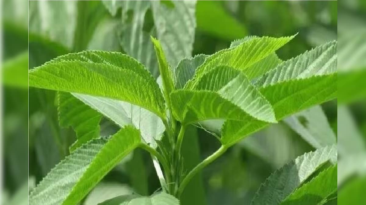 পাটশাকে ভিটামিন সি, ক্যালসিয়াম প্রচুর পরিমাণে আছে ৷ Healthy Life: it ...