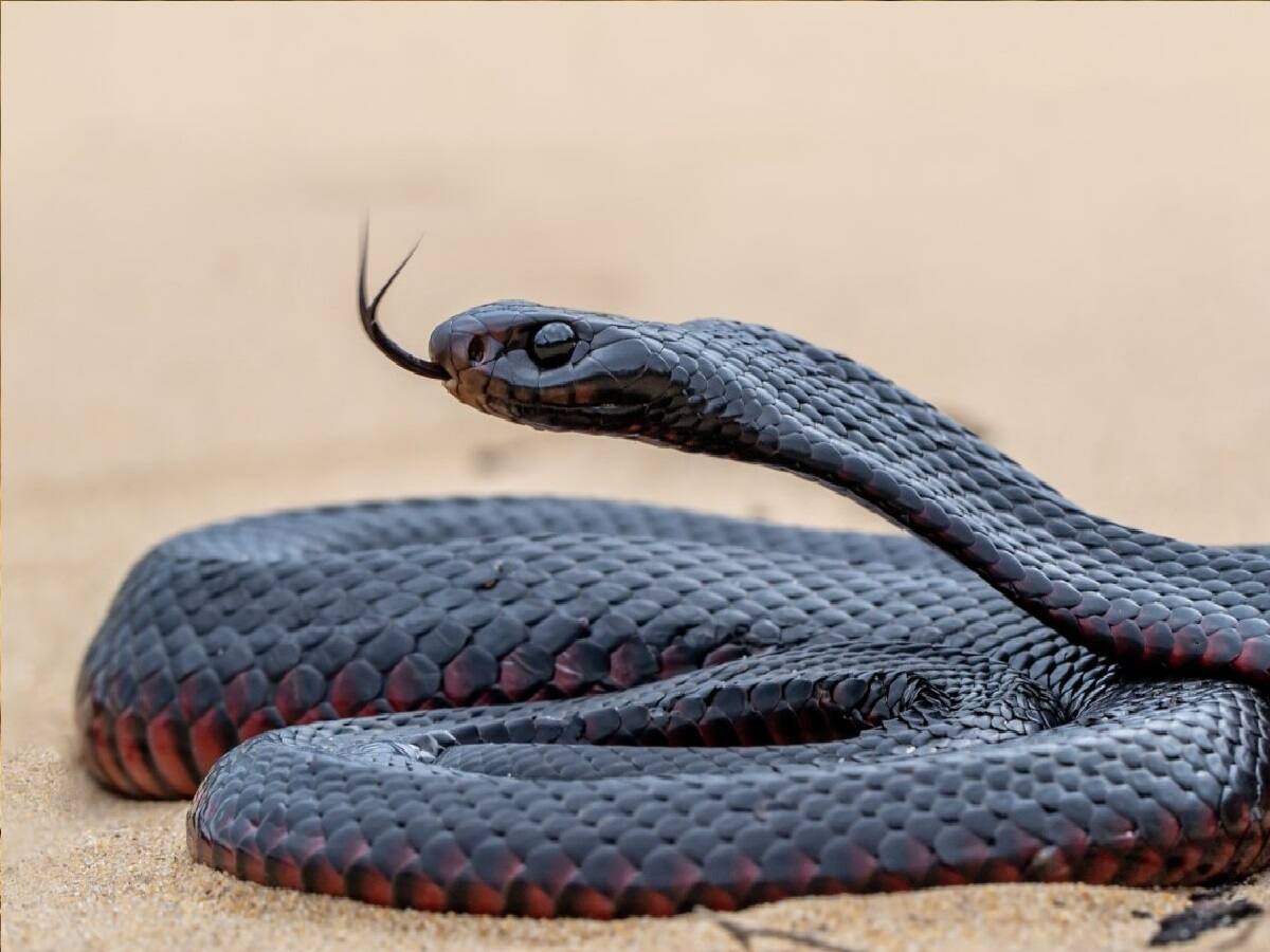 Snake Alert at Monsoon: সাবধান...! এই গন্ধ পেলেই বুঝবেন ঘরে লুকিয়ে ...