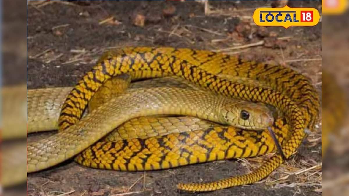 Snake | বাড়িতে বিষধর সাপ ঢুকে পড়েছে? ভয় পাবেন না...! হেঁসেলের ছোট্ট ...