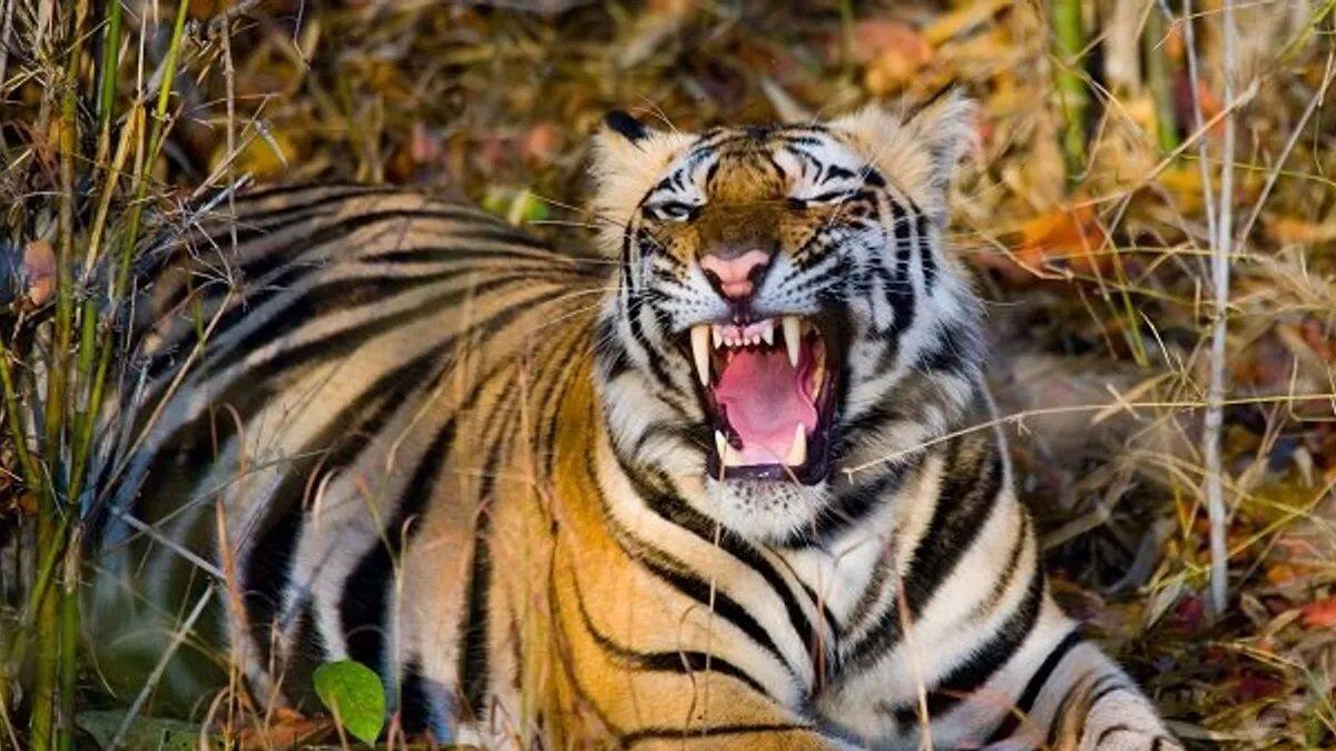Royal Bengal Tiger Zinat অবশেষে শেষ হল বাঘবন্দি খেলা? বাঘিনিকে লক্ষ করে ...