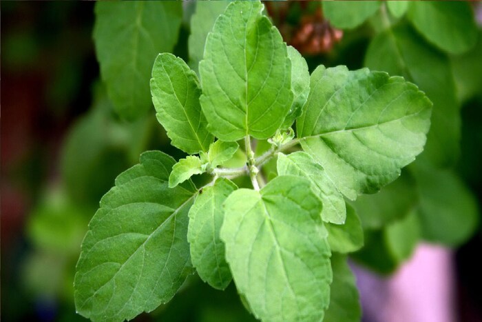 Tulsi Gach | গরমে বাড়ির তুলসি গাছ দু-দিন পর পরই শুকিয়ে ‌যাচ্ছে? ২ ...