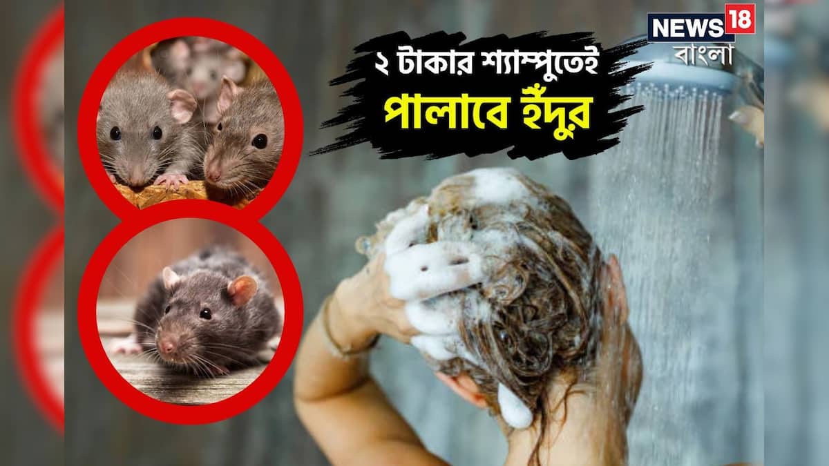 Home remedies to Get Rid of Rats: ২ টাকার শ্যাম্পুর পাতাতেই কিস্তিমাত ...