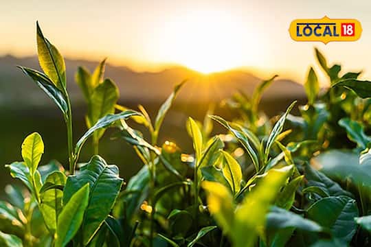 how do you control pests in tea leaves red insects| রেড স্পাইডারের ...