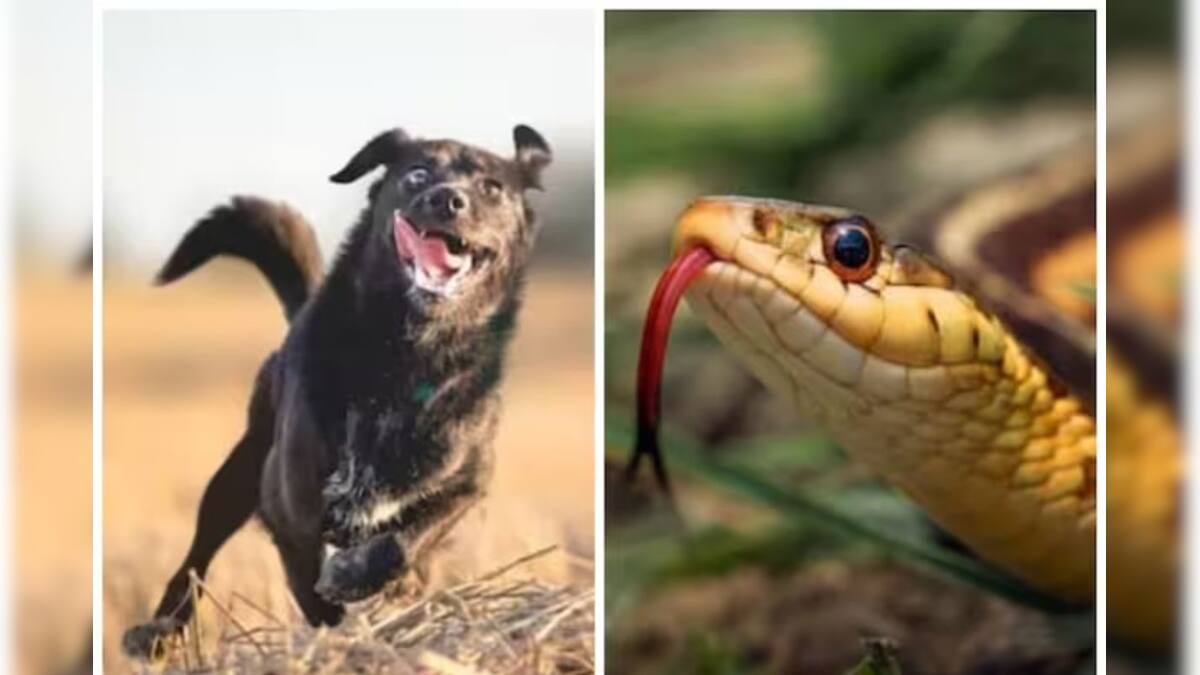 Knowledge Story: সাপ-বিছের থেকেও ভয়ঙ্কর...! প্রতিবছর ১০ লক্ষ মানুষের জীবন কেড়ে নেয় এই 'প্রাণী ...