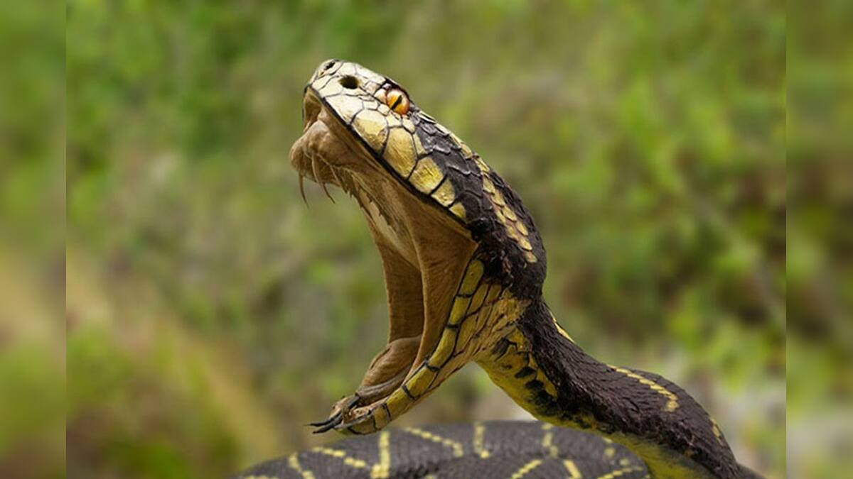 Snake Facts: বলুন তো, কোন ৪ সাপ সবচেয়ে অলস কিন্তু মারাত্মক বিপজ্জনক ...
