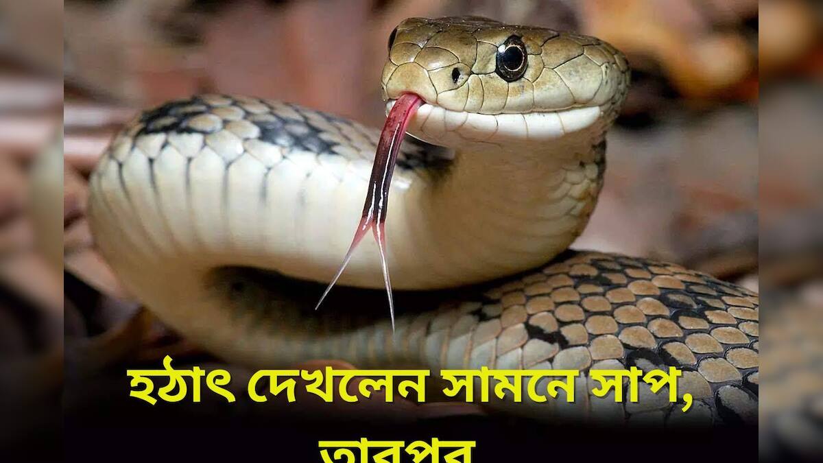 Snake Facts: হঠাৎ সামনে সাক্ষাৎ যম! সাপের হাত থেকে বাঁচতে কোন কাজটা ...