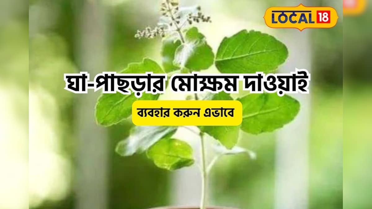 মহা ঔষধি তুলসী, বিভিন্ন প্রকার তুলসীর উপকারী গুণ| Tulsi gach different ...
