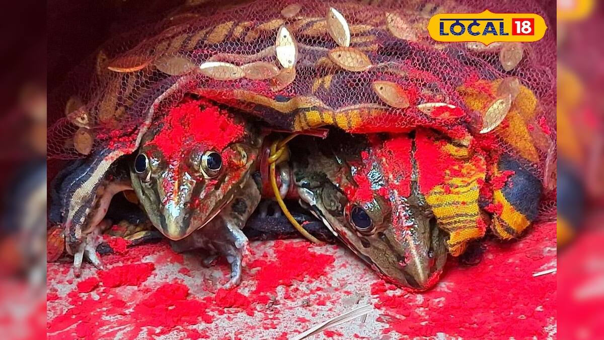 Frog Wedding: বৃষ্টির আশায় ধুমধাম করে ব্যাঙের বিয়ে বাংলায়! তীব্র ...