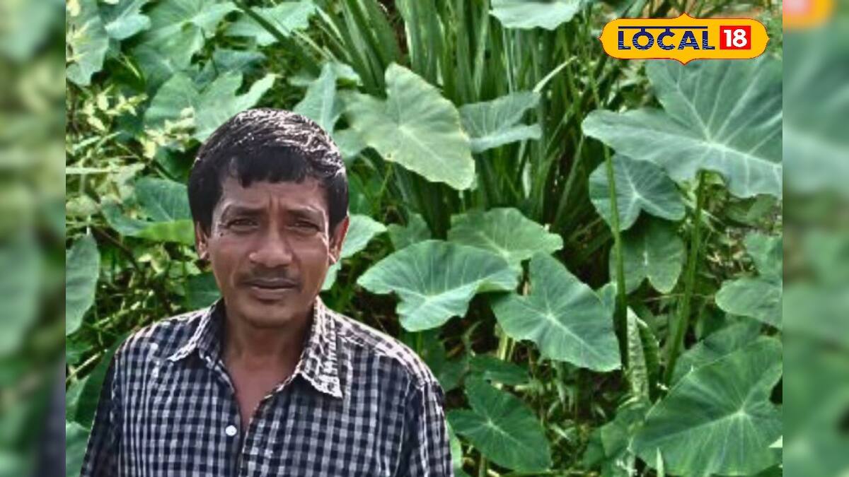 সাড়ে পাঁচ ফুট উচ্চতার কচু গাছ চাষ করে চমকে দিলেন বাঁকুড়ার কৃষক মানু ...