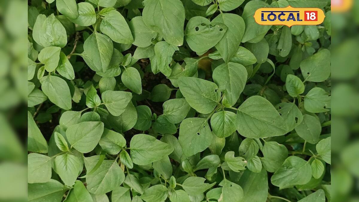 Health Tips: ডায়াবেটিস, কোলেস্টেরল দূর করে! অবহেলায় বেড়ে ওঠা এই শাক ...