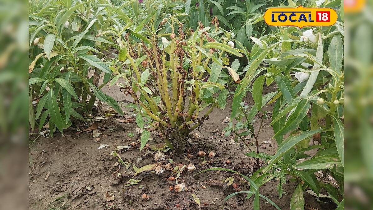 রিমলের তাণ্ডবে ফুল চাষিরা ব্যাপক ক্ষতিগ্রস্ত হয়েছেন | Cyclone Remal ...