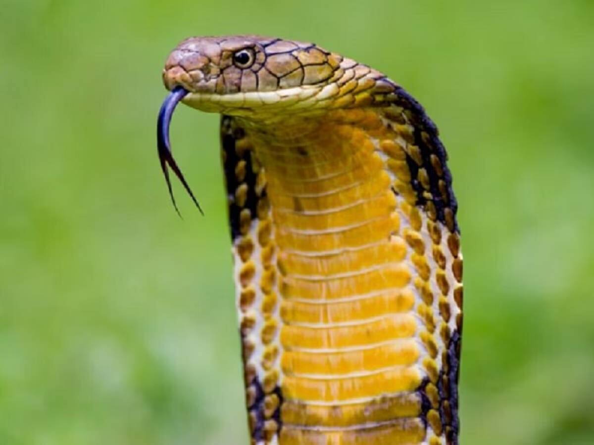 Snake Facts: হঠাৎ সামনে সাক্ষাৎ যম! সাপের হাত থেকে বাঁচতে কোন কাজটা ...