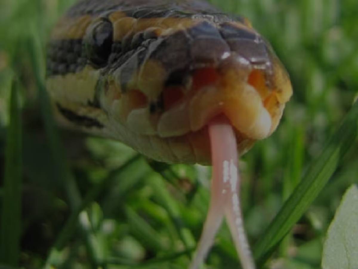 Snake Facts: হঠাৎ সামনে সাক্ষাৎ যম! সাপের হাত থেকে বাঁচতে কোন কাজটা ...